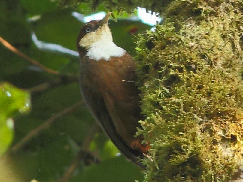 White-throated Mountain-Babbler - Turdoides gilberti - Birds of the World