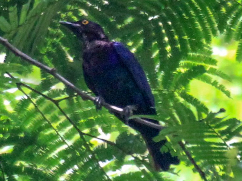 Copper-tailed Starling - eBird