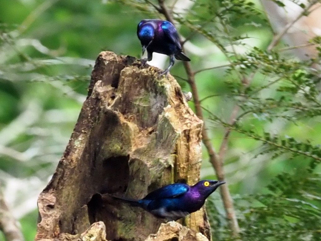 Copper-tailed Starling - eBird