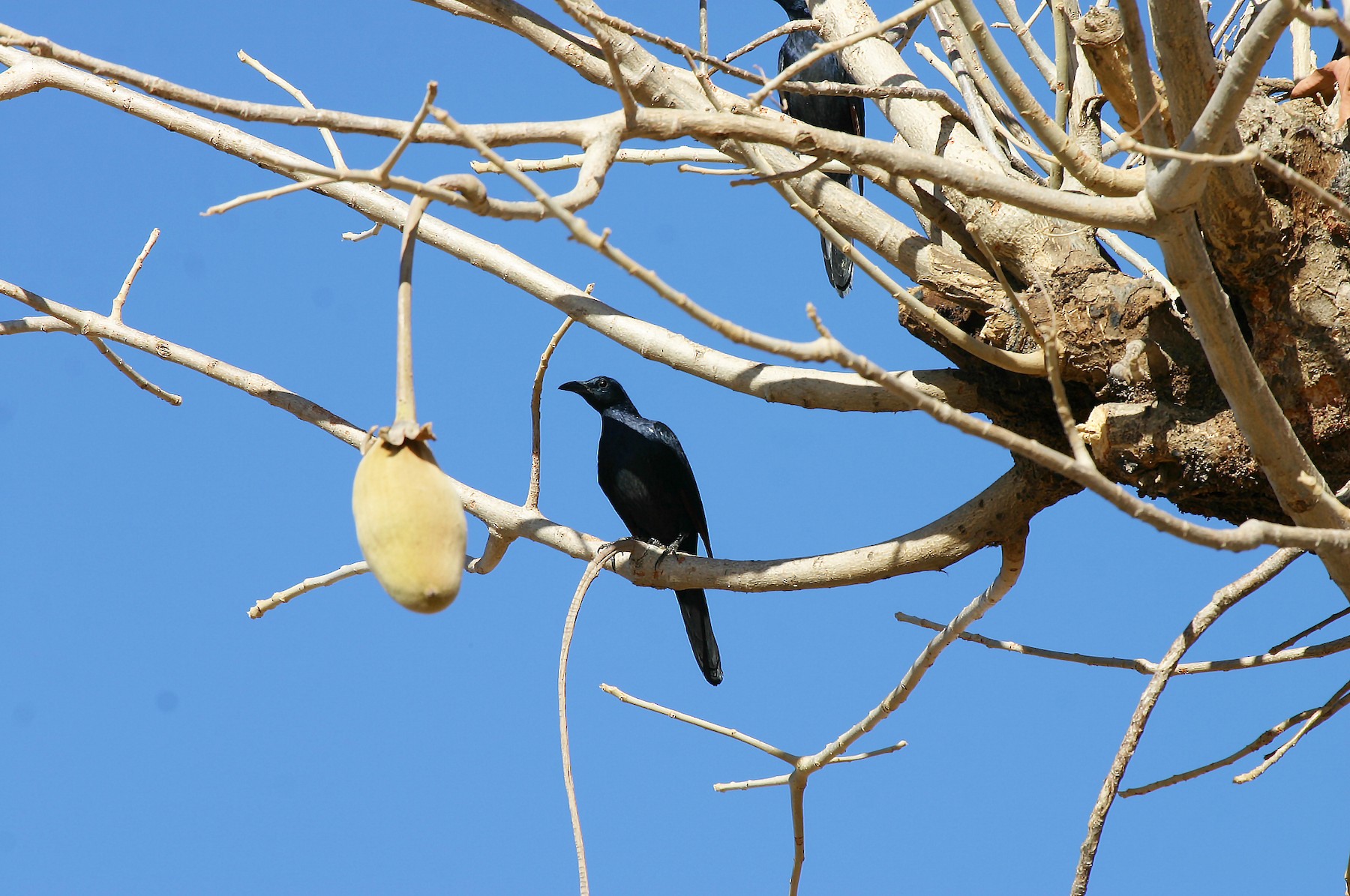 Copper-tailed Starling - eBird