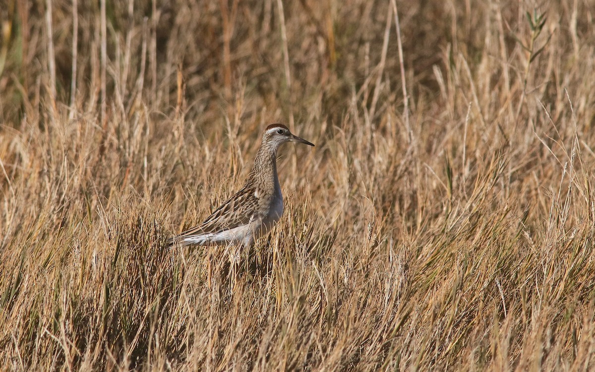 eBird Checklist - 13 Nov 2021 - Galilee Bird Sanctuary - 1 species