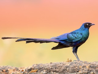 Long-tailed Glossy Starling - eBird