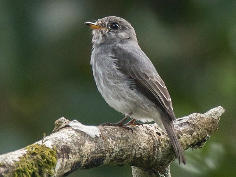 Little Flycatcher - eBird