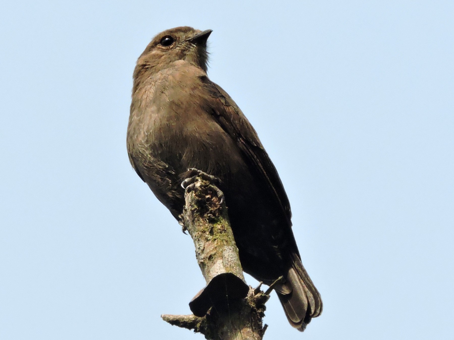 Ussher's Flycatcher - eBird