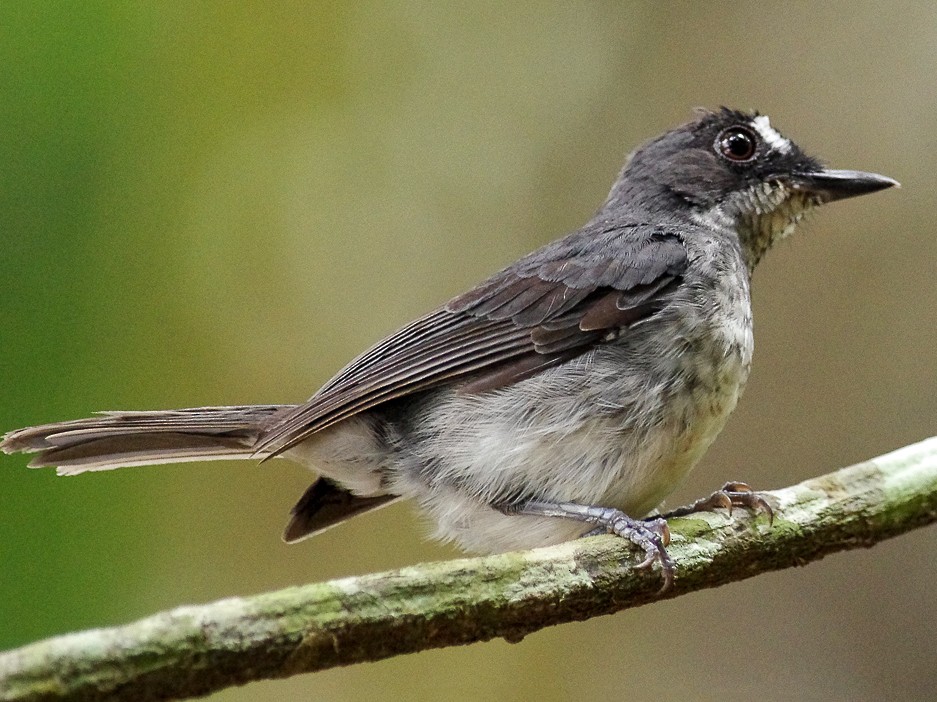 White-browed Forest-Flycatcher - eBird