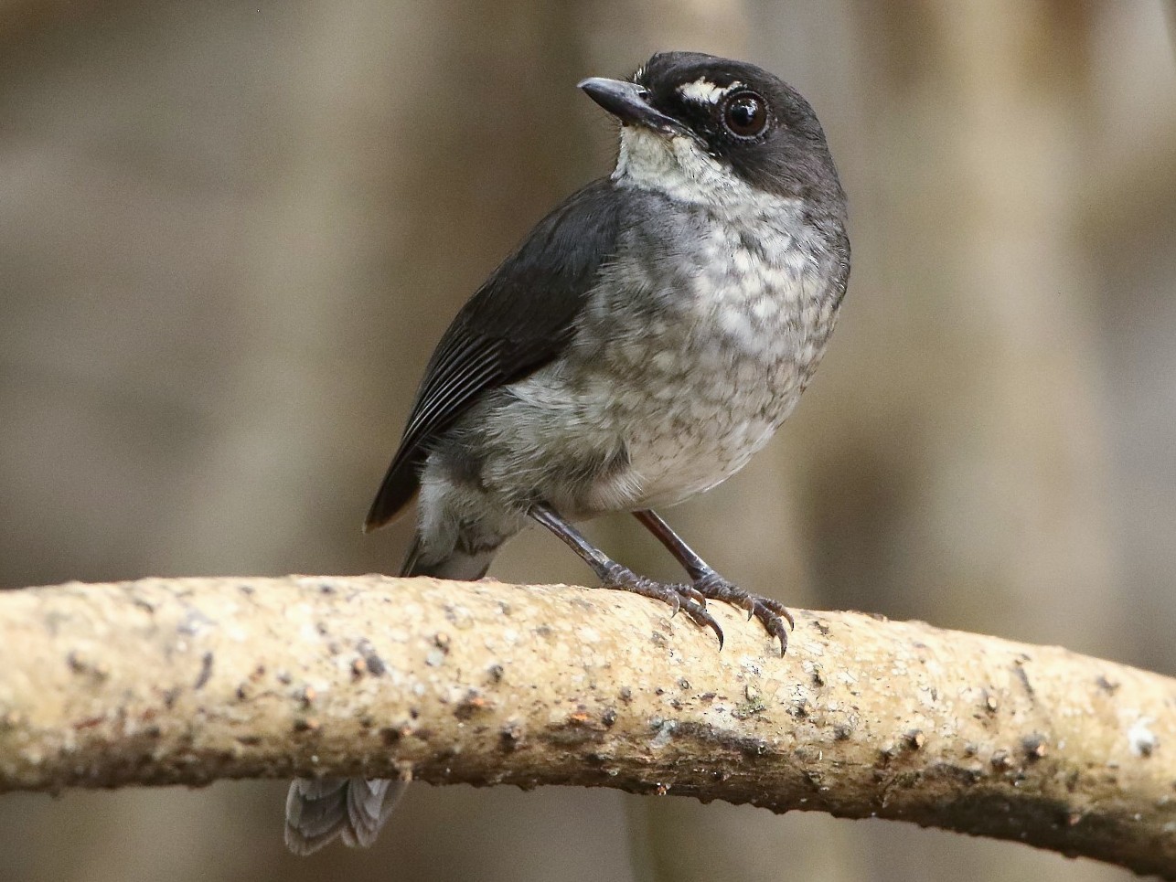 White-browed Forest-Flycatcher - eBird