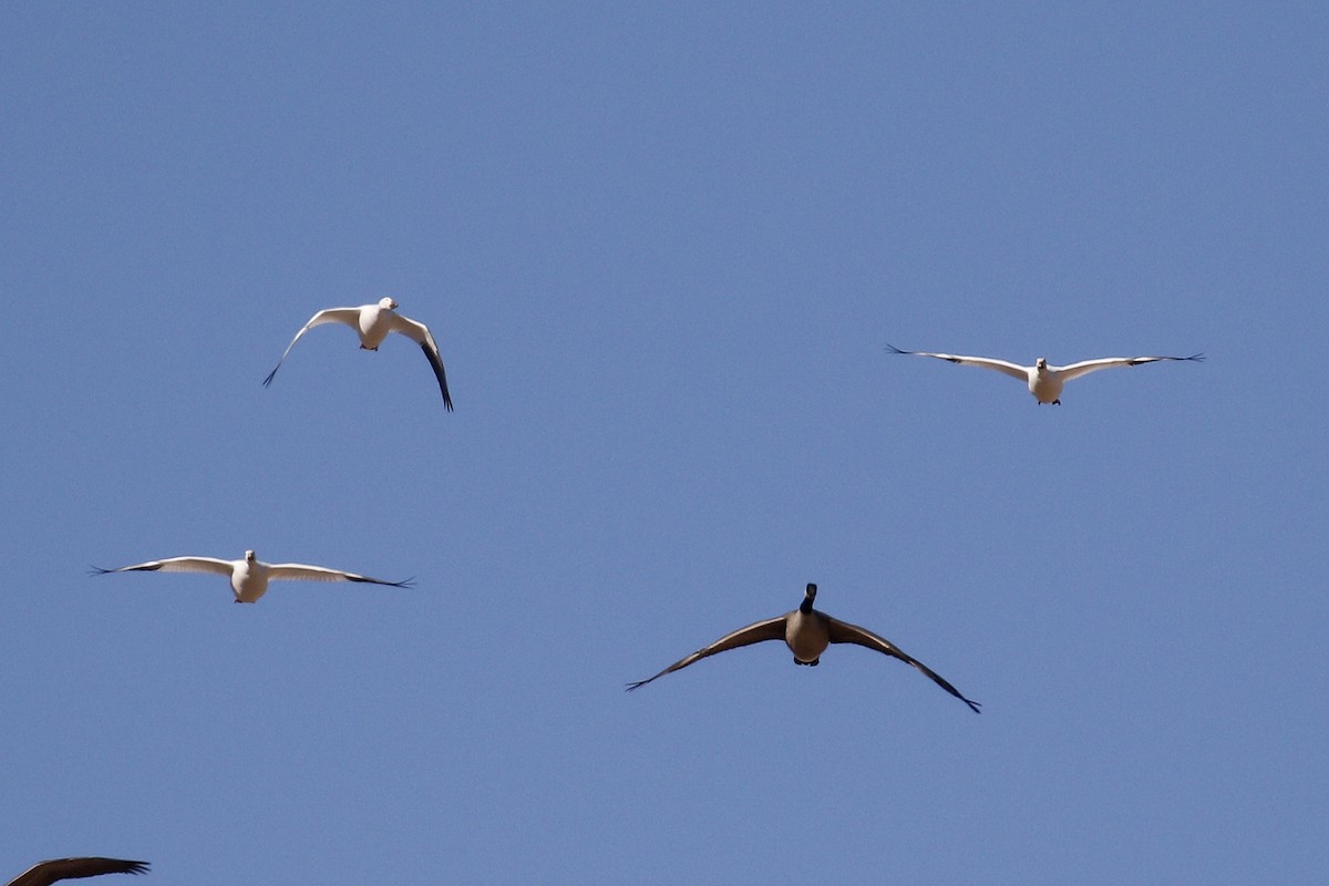 eBird Checklist - 13 Nov 2021 - Henderson Bird Viewing Preserve - 58 ...