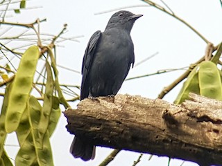 Nimba Flycatcher - eBird