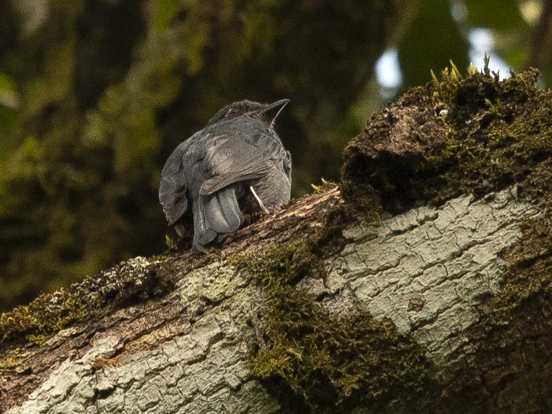 Nimba Flycatcher - eBird