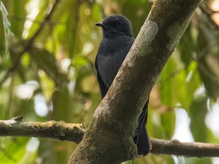 Nimba Flycatcher - eBird