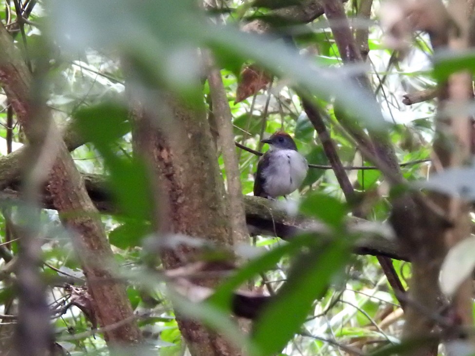 White-tailed Alethe - eBird