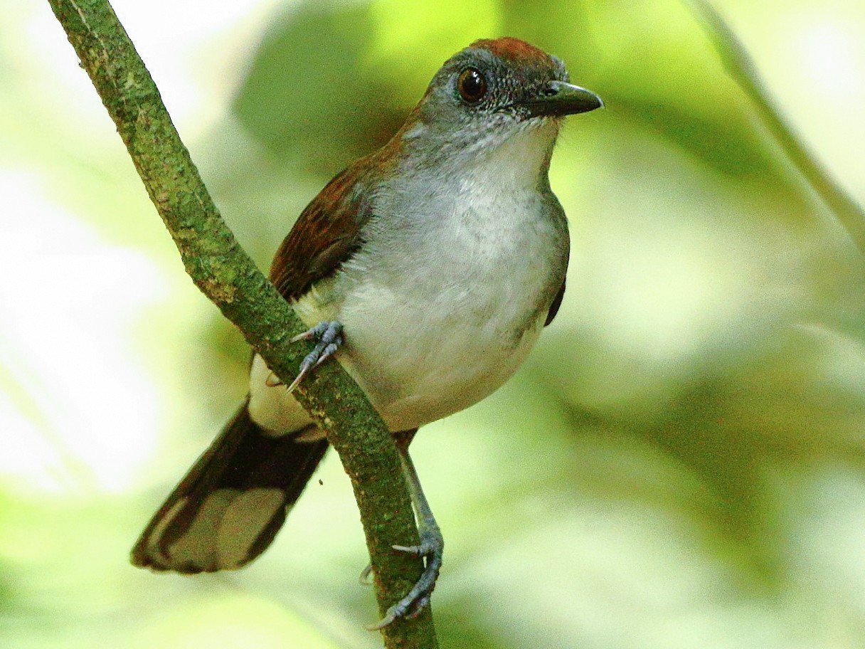 White-tailed Alethe - eBird