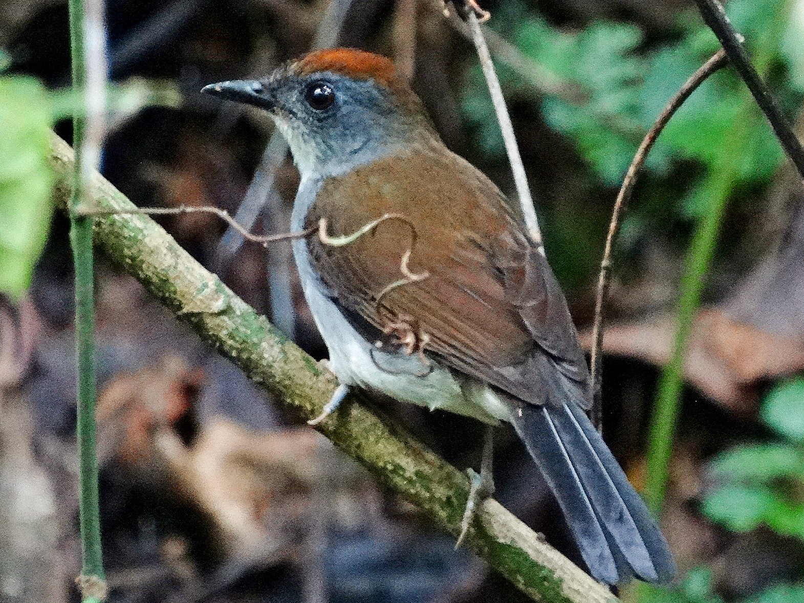 White-tailed Alethe - eBird