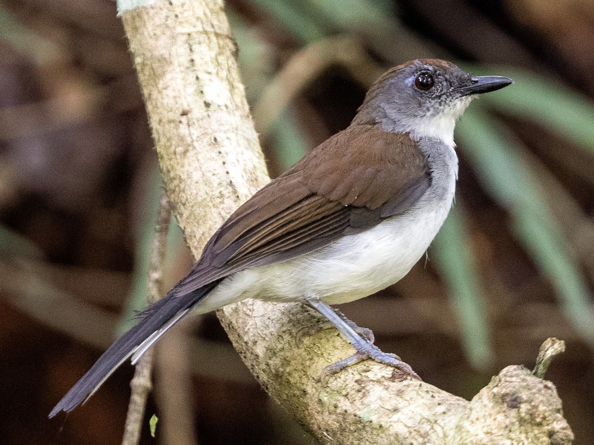White-tailed Alethe - Alethe diademata - Birds of the World