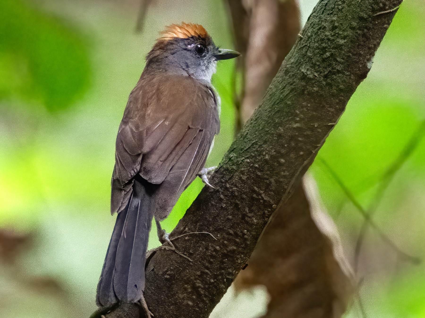 White-tailed Alethe - eBird