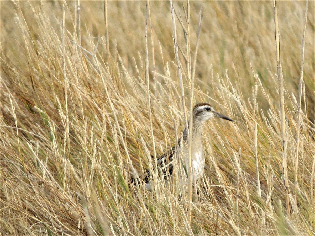 eBird Checklist - 13 Nov 2021 - Galilee Bird Sanctuary - 4 species