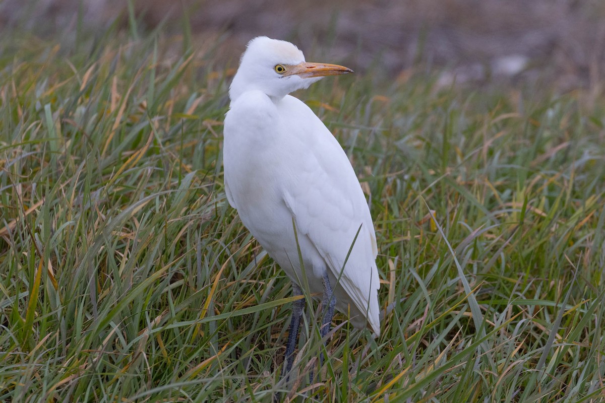 eBird Checklist - 13 Nov 2021 - Moore and Mower - 1 species
