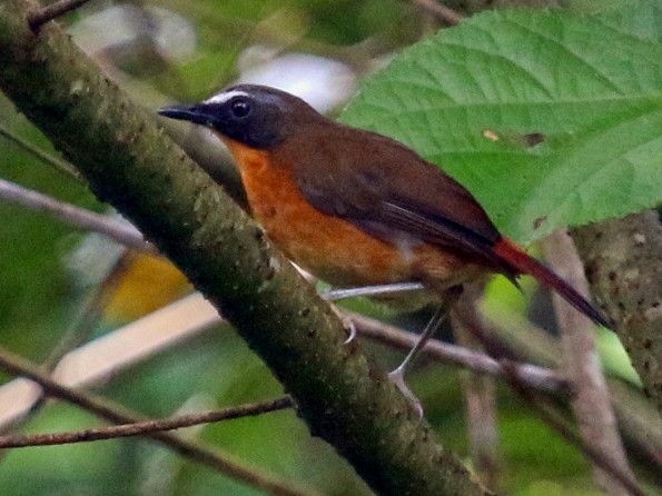 Mountain Robin-Chat - eBird