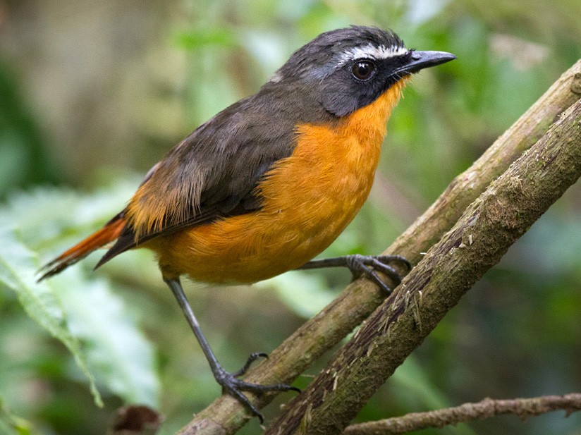 Mountain Robin-Chat - eBird