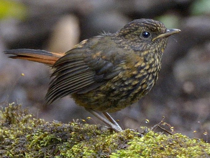 Mountain Robin-Chat - eBird