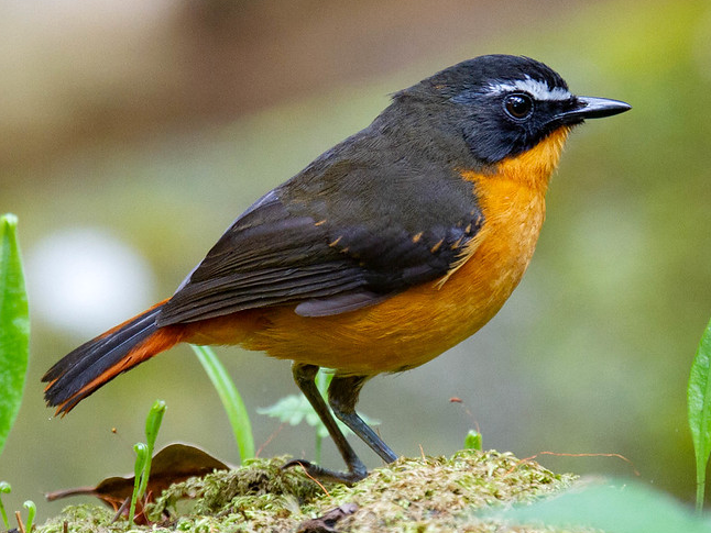 Mountain Robin-Chat - eBird