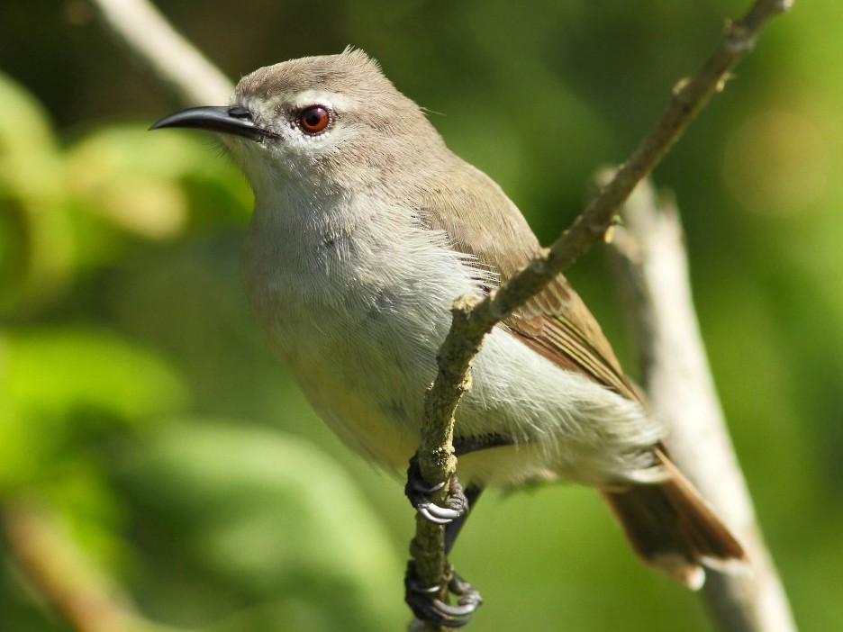 Mouse-brown Sunbird - eBird