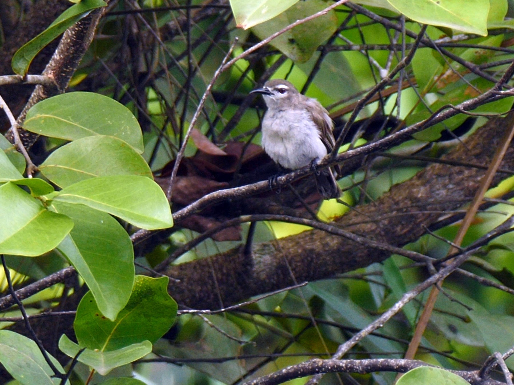 Mouse-brown Sunbird - eBird