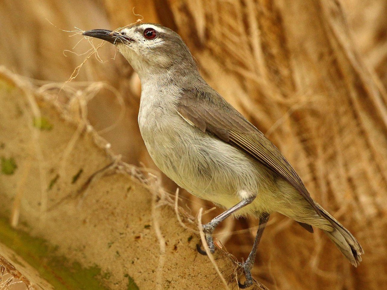 Mouse-brown Sunbird - eBird