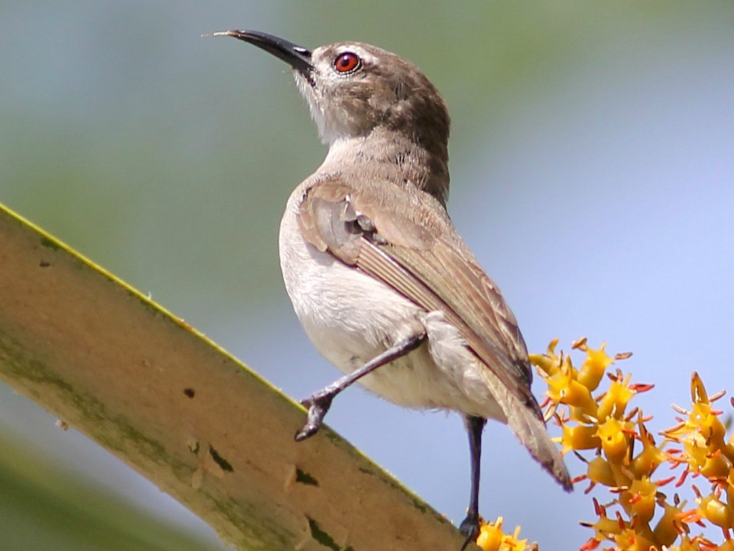 Mouse-brown Sunbird - eBird