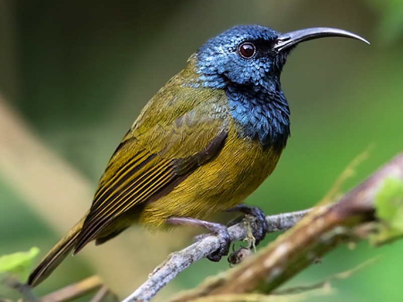 Cameroon Sunbird - eBird