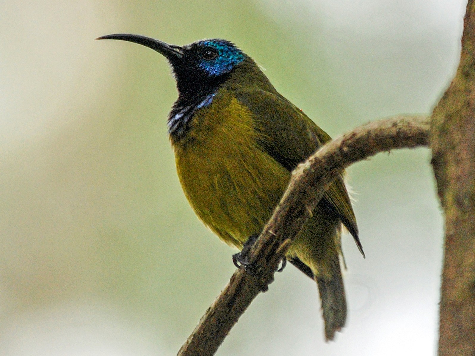 Cameroon Sunbird - eBird