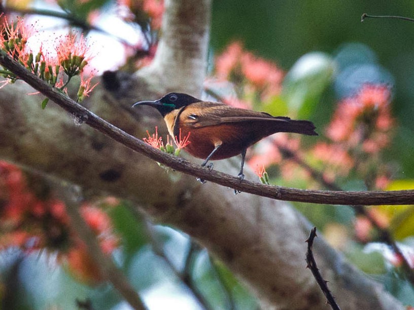 Buff-throated Sunbird - eBird