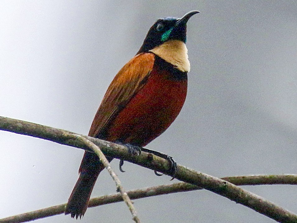 Buff-throated Sunbird - eBird