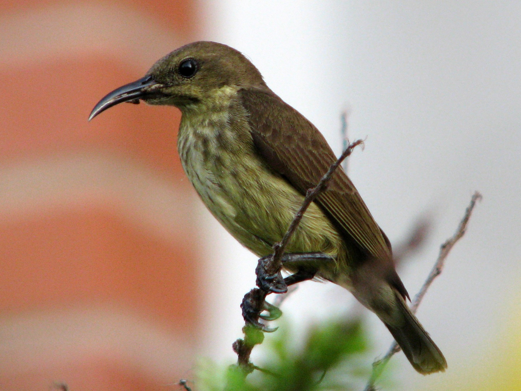 Buff-throated Sunbird - eBird