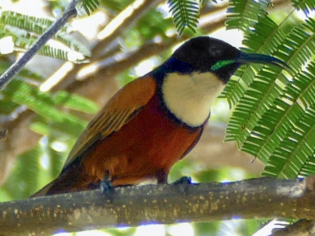 Buff-throated Sunbird - eBird