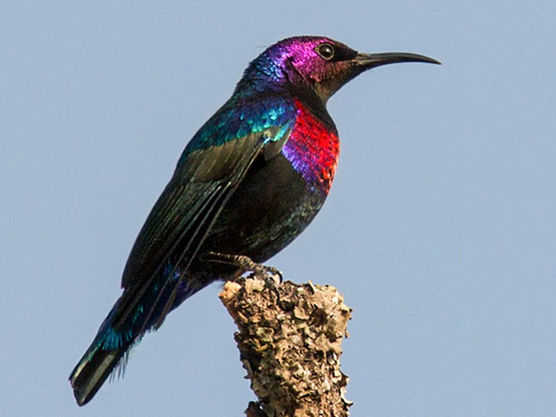 Splendid Sunbird - eBird