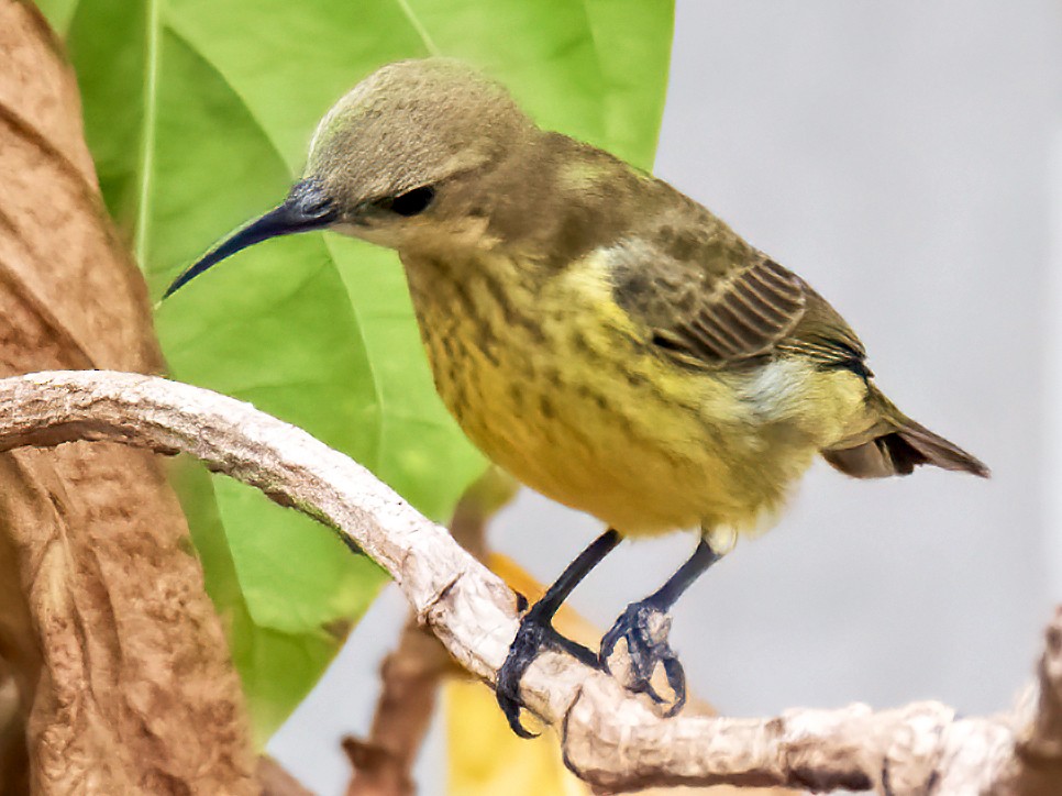 Splendid Sunbird - eBird