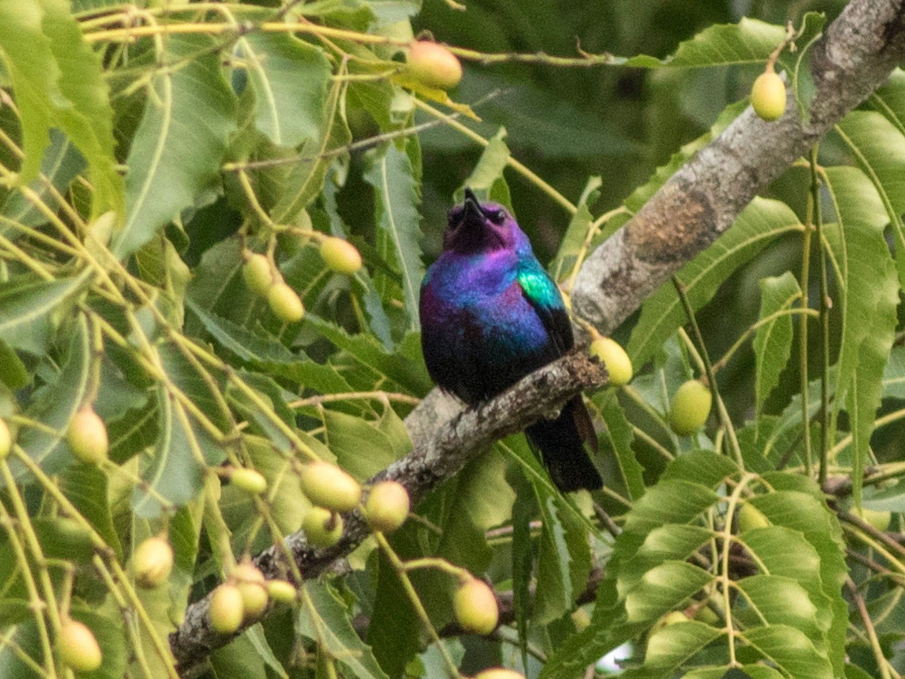 Suimanga Espléndido - eBird