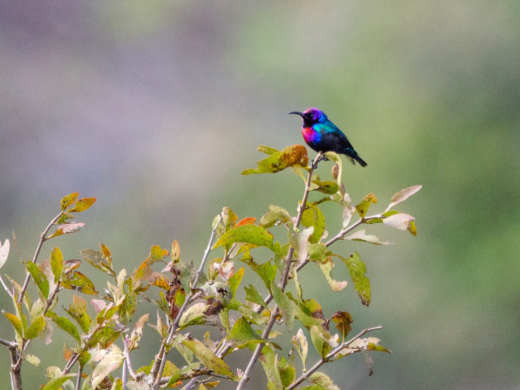 Splendid Sunbird - eBird