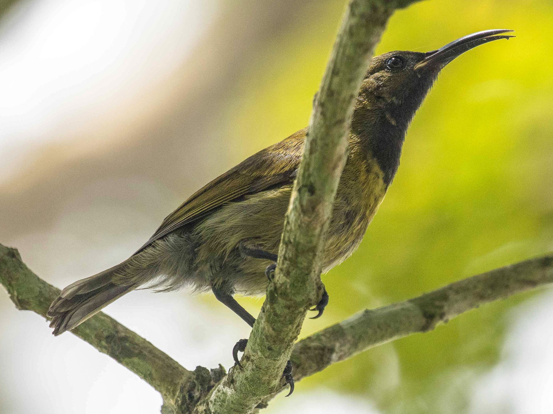 Splendid Sunbird - eBird