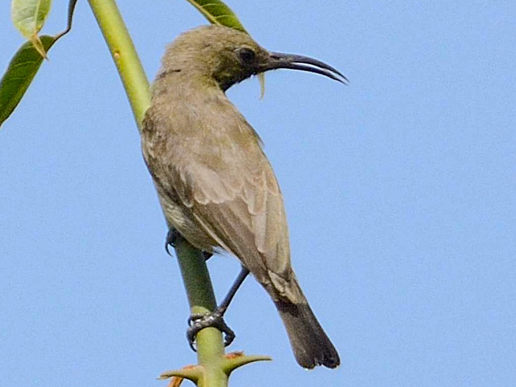 Splendid Sunbird - eBird
