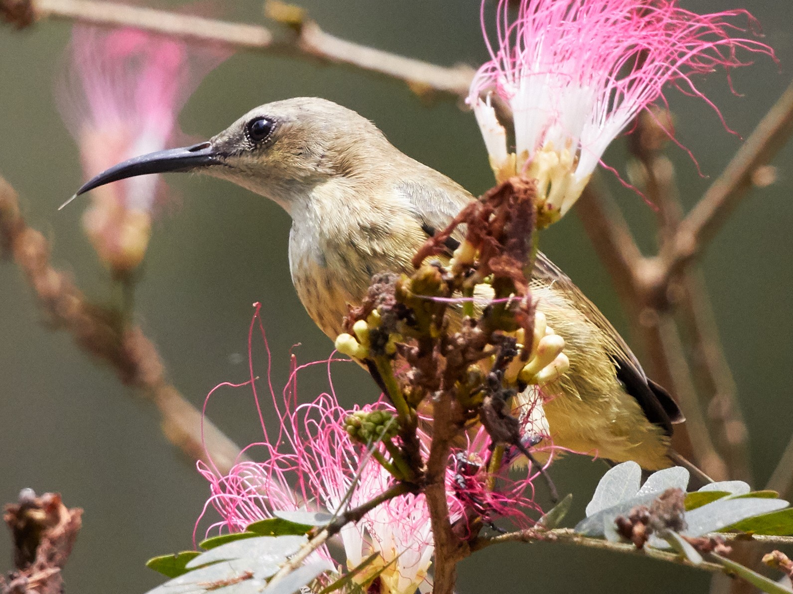 Splendid Sunbird - eBird