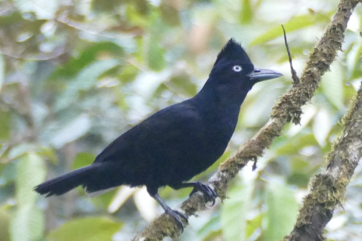 eBird Checklist - 26 Oct 2021 - Reserva Biologica del Rio Bigal - 47 ...