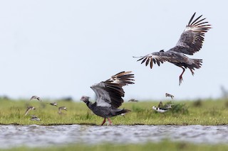 Illustrated Checklist - Ea. El Palenque, General Lavalle Department, B ...