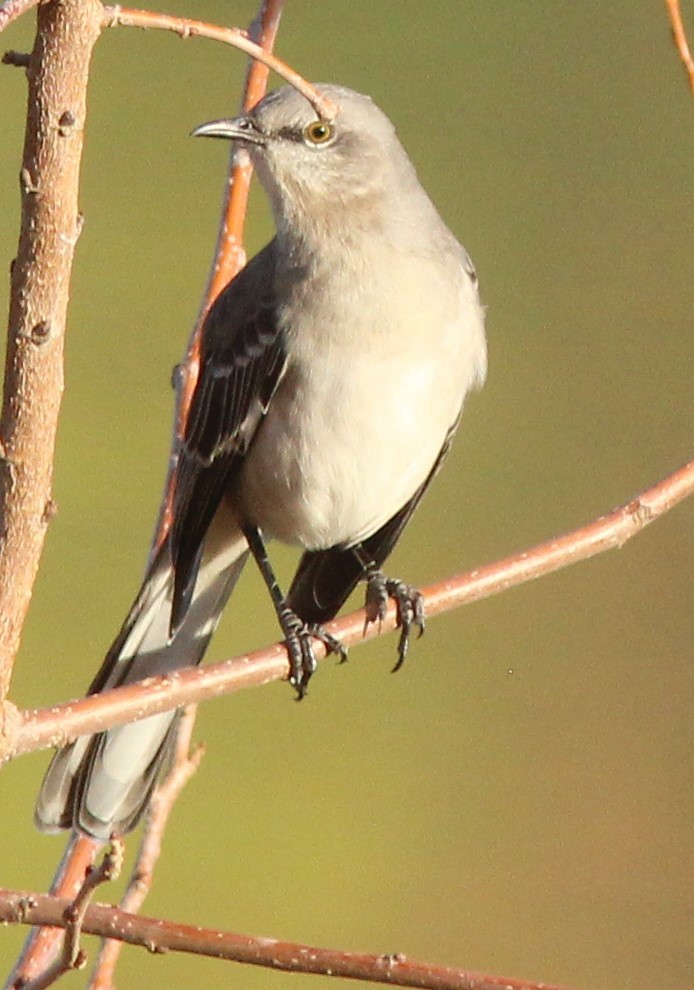 eBird Checklist - 13 Nov 2021 - Kutras Lake - 23 species (+1 other taxa)