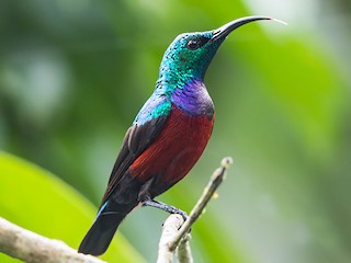 Johanna's Sunbird - Cinnyris johannae - Birds of the World