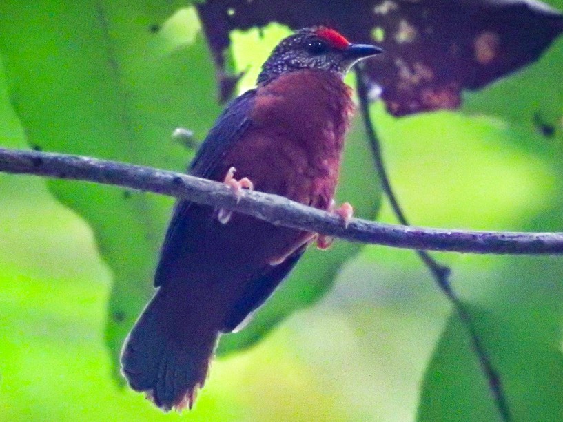 Parmoptile à front rouge - eBird