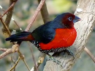 Western Bluebill - eBird