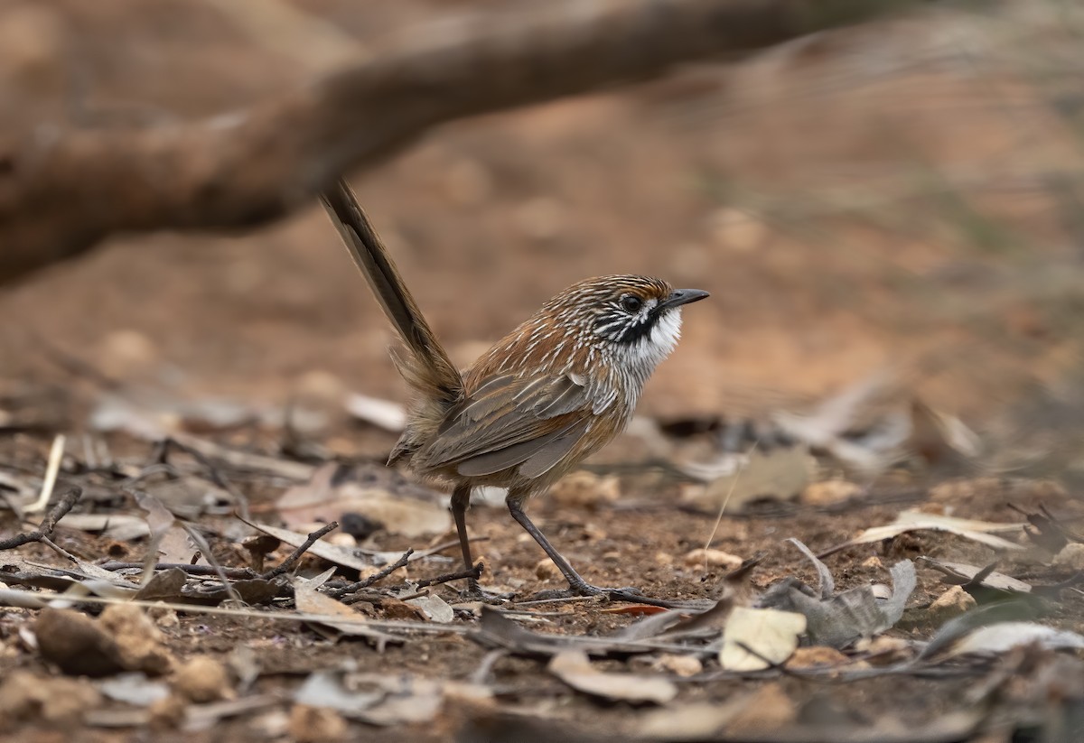 eBird Checklist - 3 Nov 2021 - Yathong Nature Reserve - 67 species