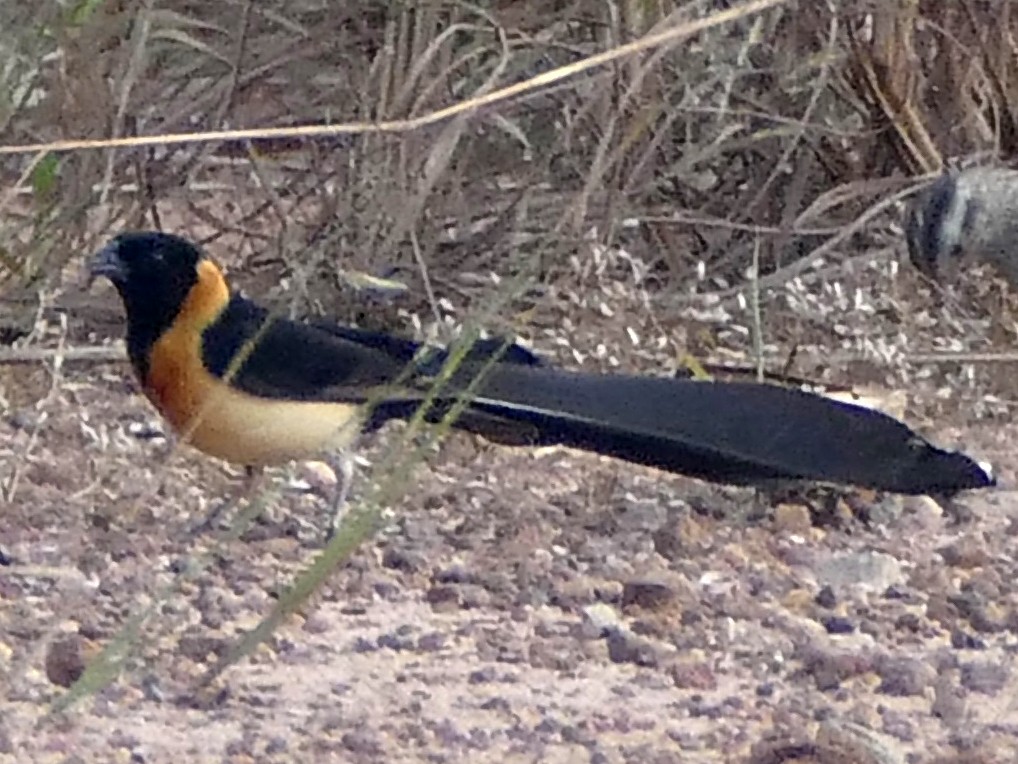 Togo Paradise-Whydah - eBird